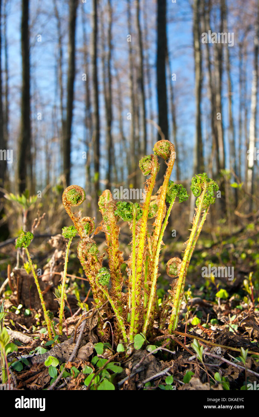 Bracken fern plant hi-res stock photography and images - Alamy