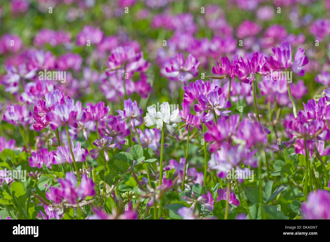 Flower field hi-res stock photography and images - Alamy