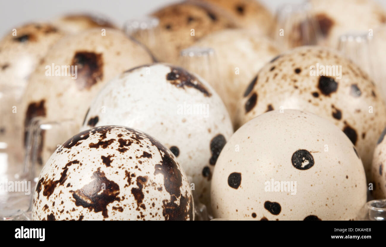 Brown Quail eggs in a support, closeup Stock Photo - Alamy
