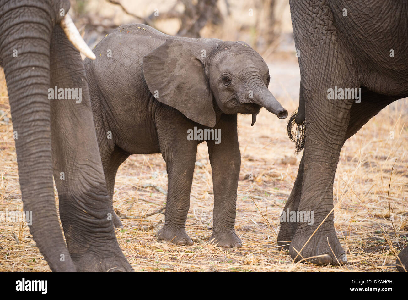 Elephant legs hi-res stock photography and images - Alamy