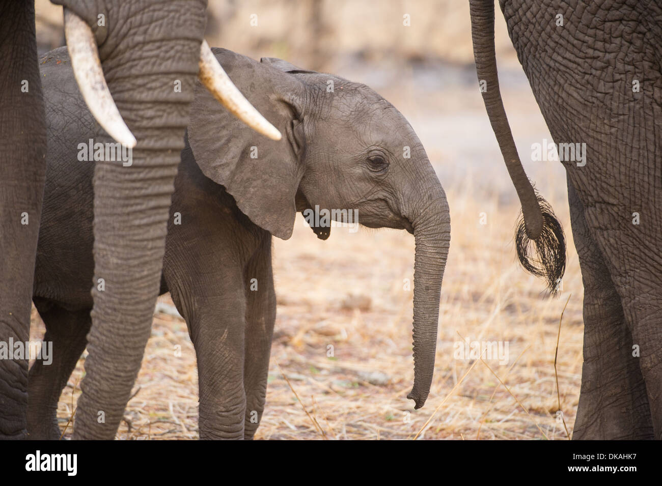 Elephant legs hi-res stock photography and images - Alamy
