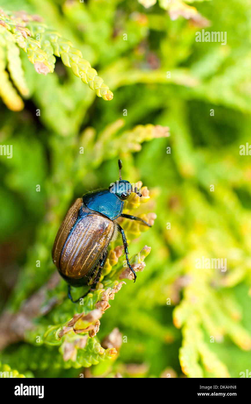Fat insect with brownish back and blueish head on a green plant Stock ...