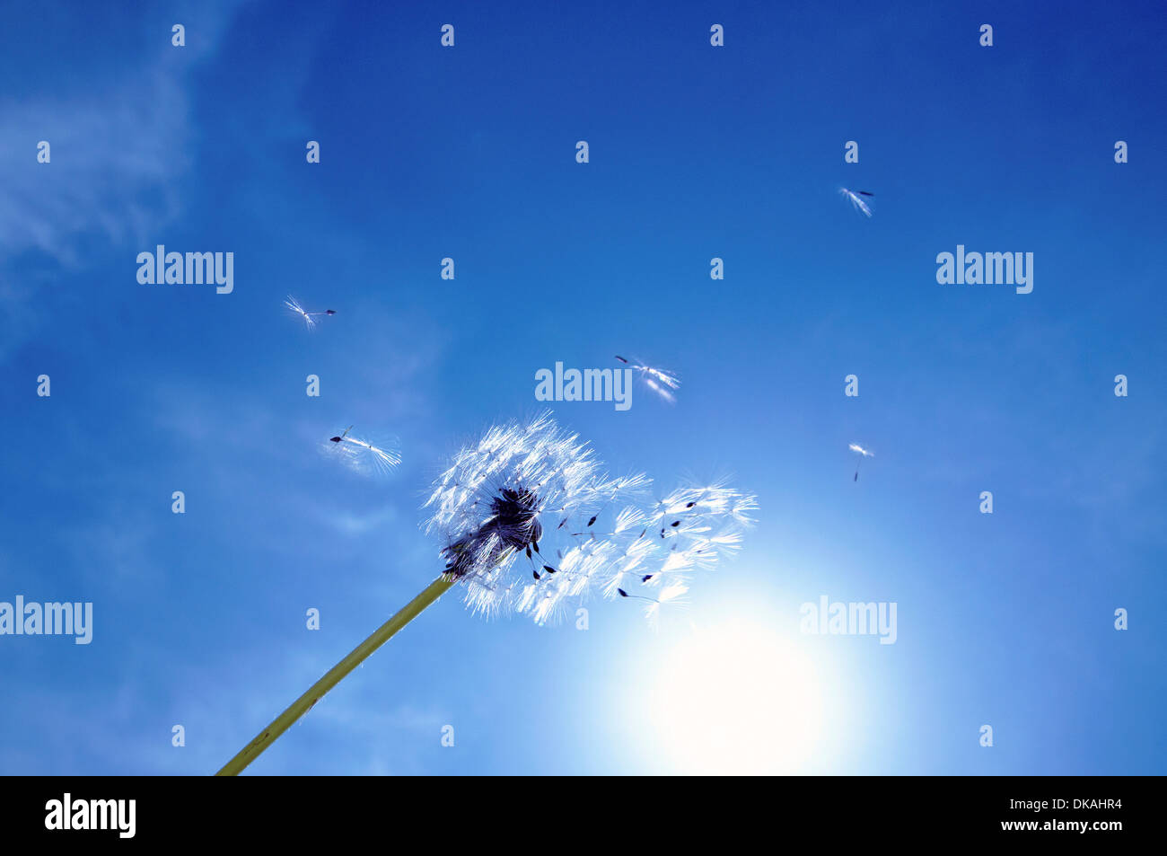 Dandelion fluff in the wind Stock Photo - Alamy