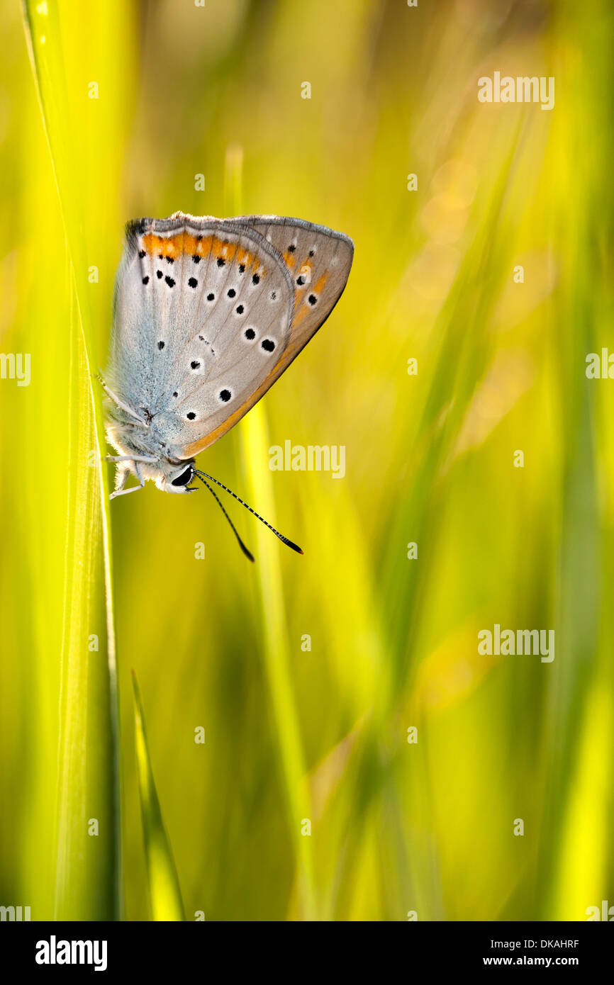 Butterfly horn hi-res stock photography and images - Alamy