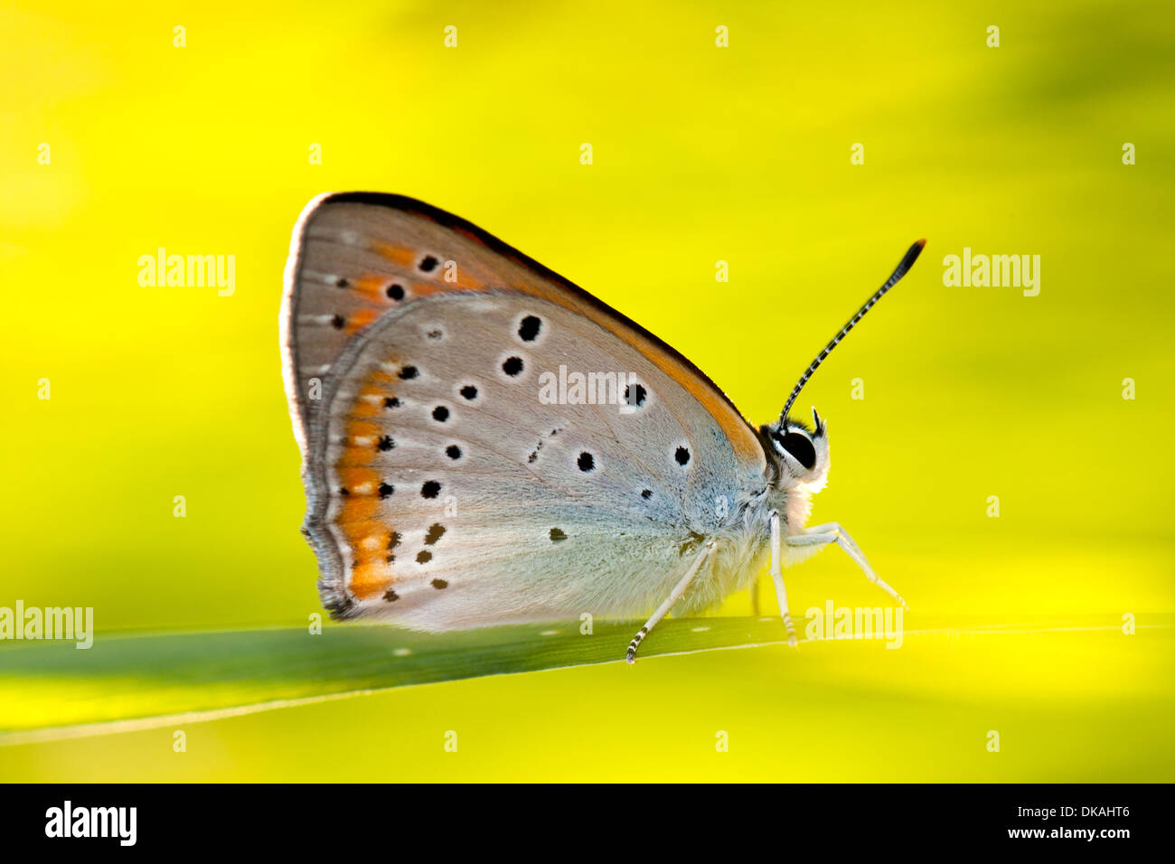 Plebejus Idas or Northern blue butterfly on yellow background Stock ...