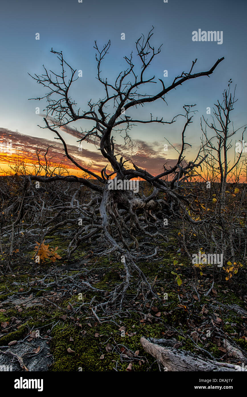 Old dead tree in the sunset Stock Photo - Alamy