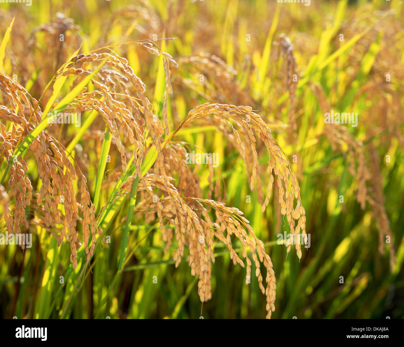 Kobuchizawa town hi-res stock photography and images - Alamy