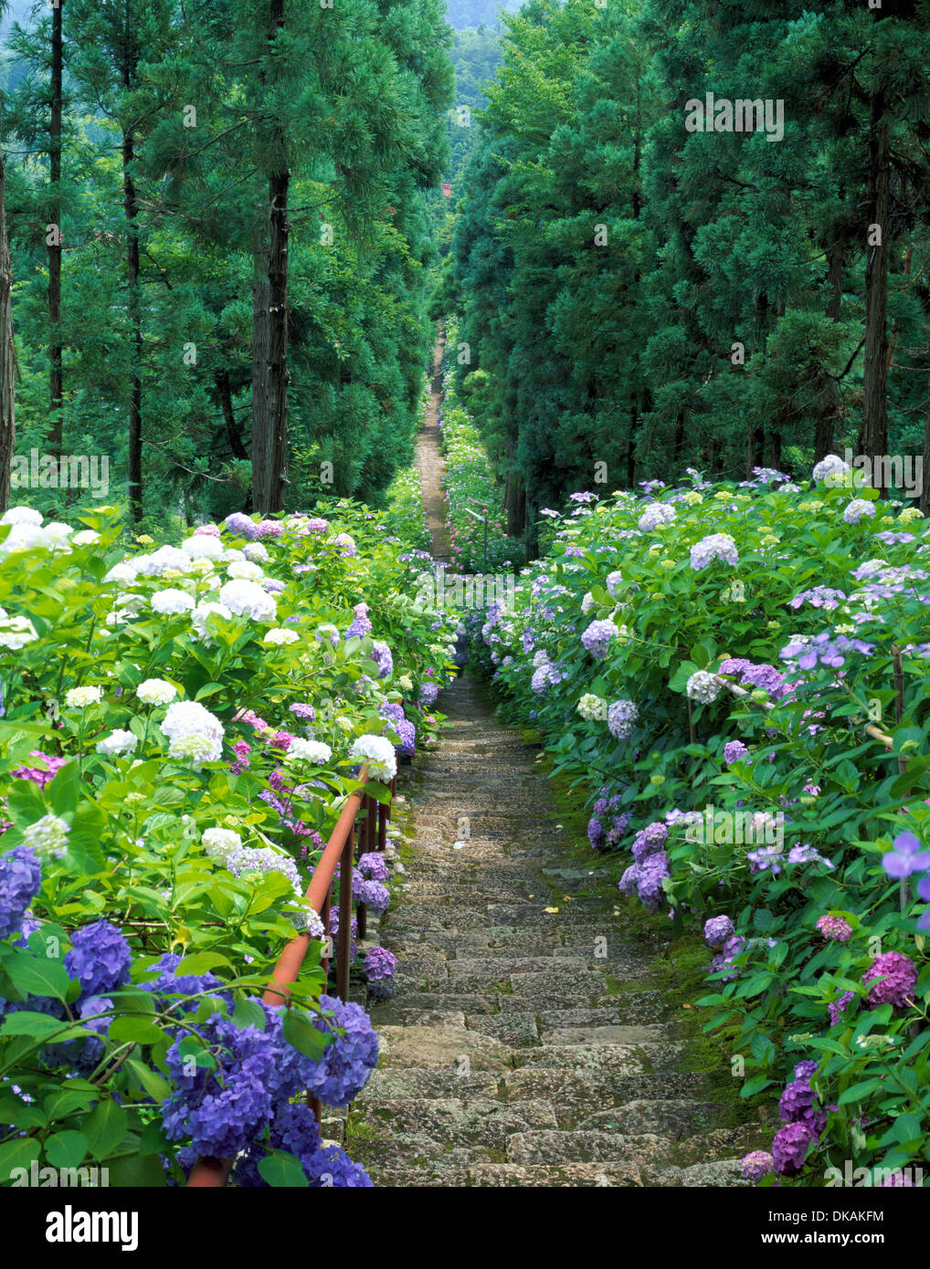 Hydrangea japan forest hi-res stock photography and images - Alamy
