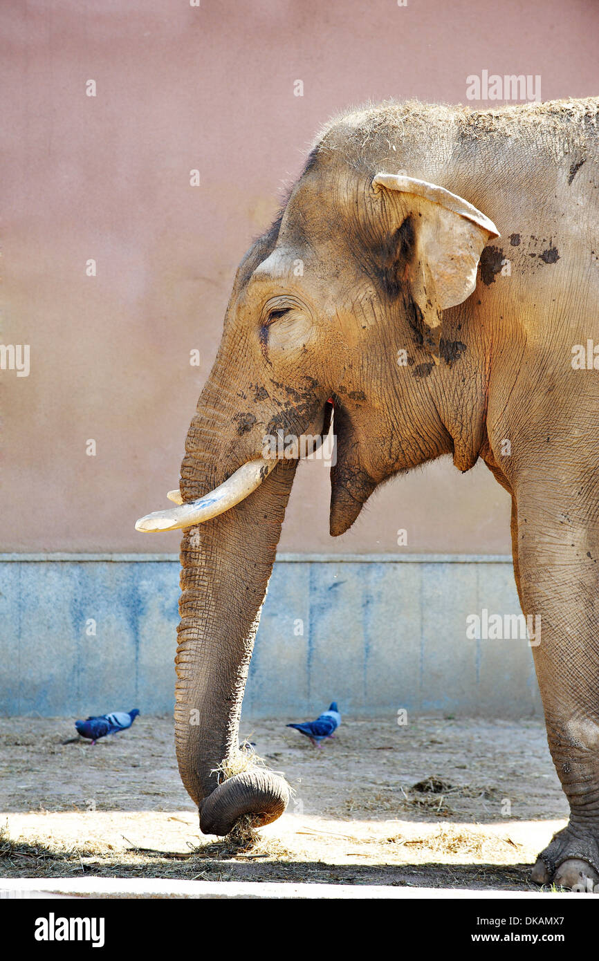 Funny elephant hi-res stock photography and images - Alamy