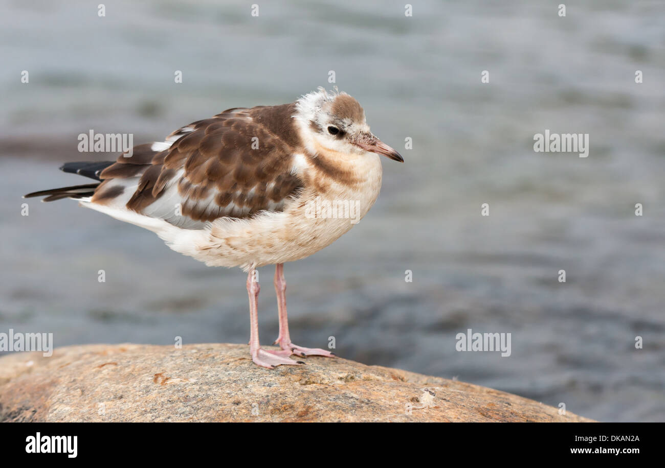 Sea fauna hi-res stock photography and images - Alamy