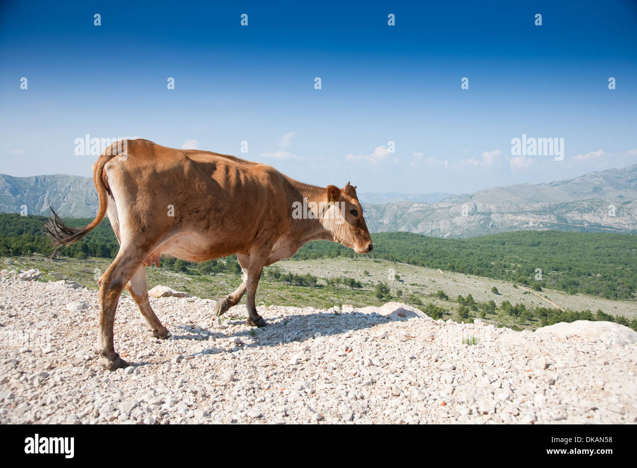Dairy cow walk road hi-res stock photography and images - Alamy