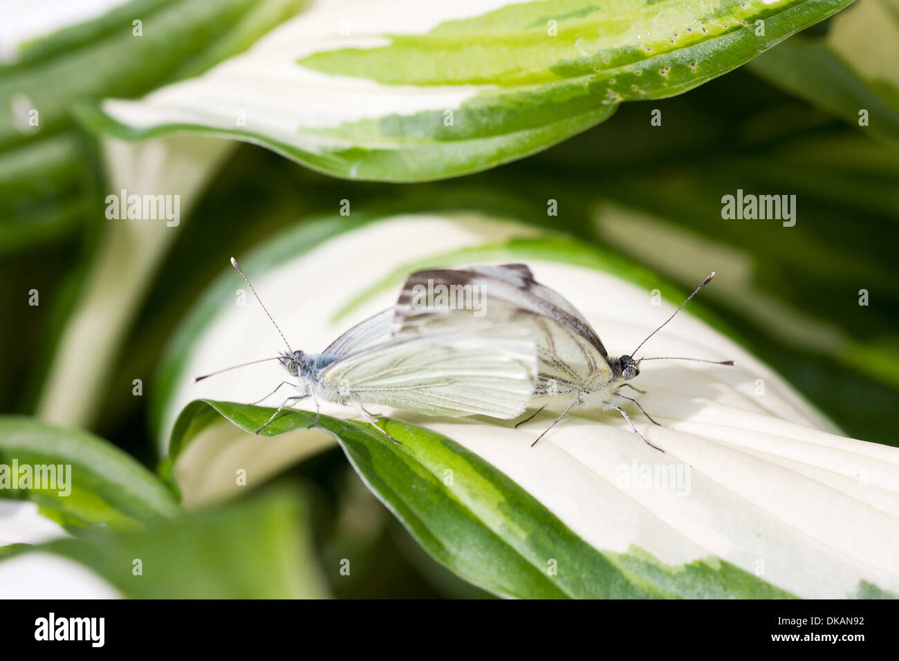 Two white butterflies together on a plant leaf Stock Photo - Alamy