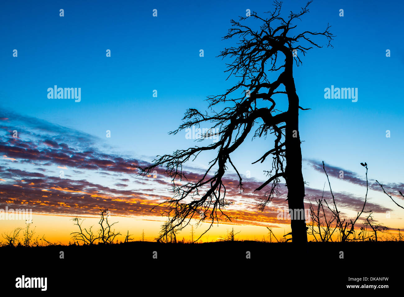 Black tree silhouette sunset hi-res stock photography and images - Alamy