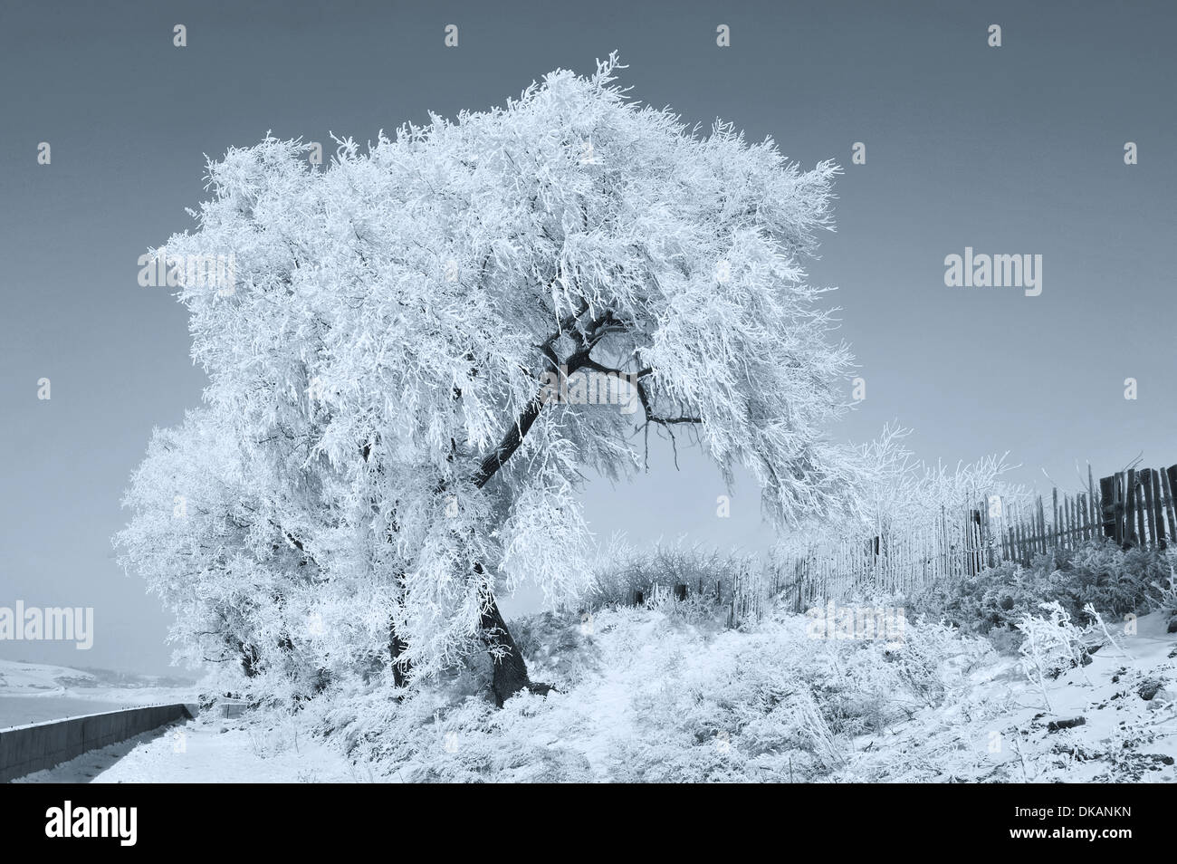 Land covered with trees hi-res stock photography and images - Alamy