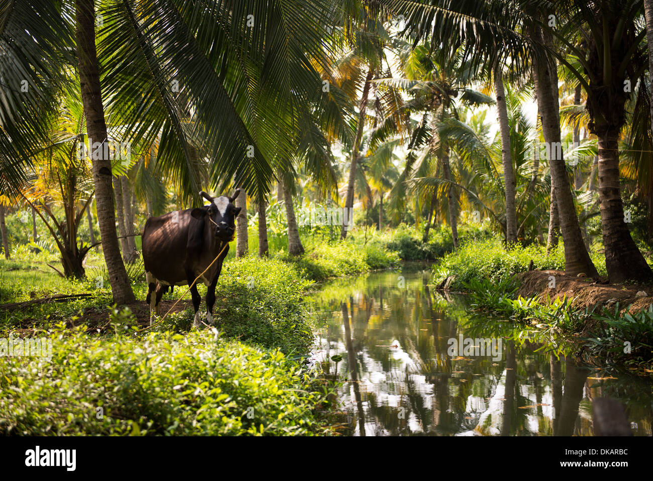 Kerala cow hi-res stock photography and images - Alamy