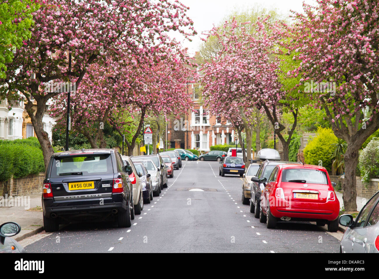 Tree Lined Street