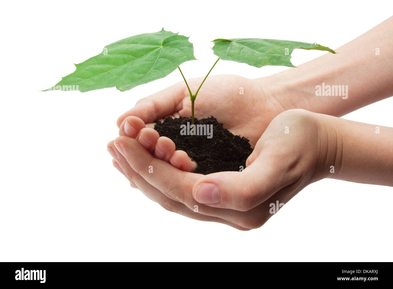 Tree in hands Stock Photo - Alamy