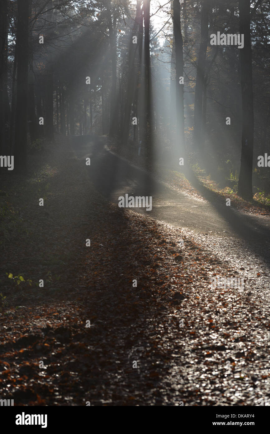 November fog, and first fall frost enchanted forest in the Sauerland in ...