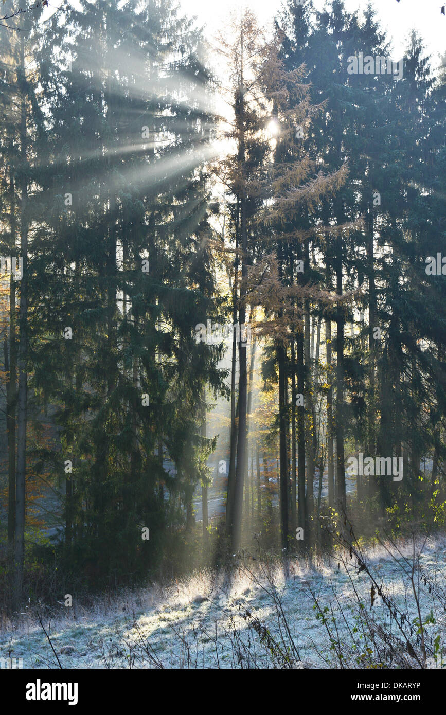 November fog, and first fall frost enchanted forest in the Sauerland in ...