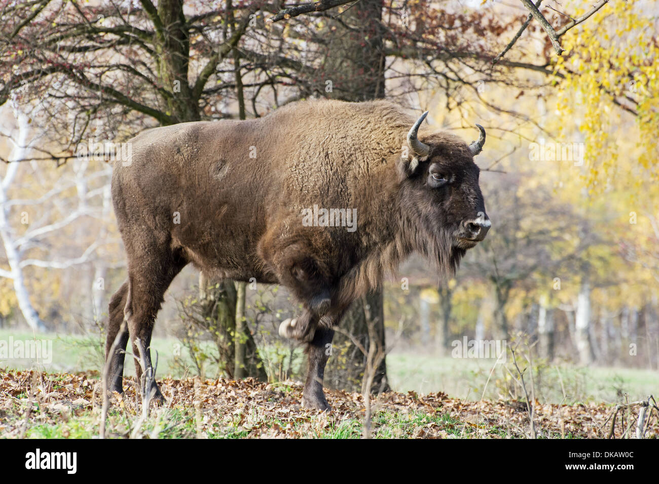 Side view of a big Wisent or European bison (Bison bonasus Stock Photo ...