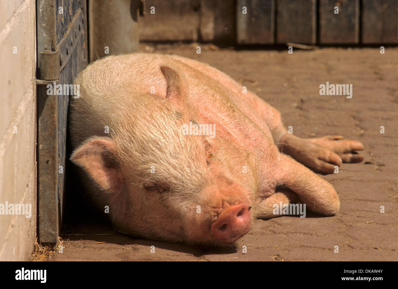 Miniature pig potbellied pig hi-res stock photography and images - Alamy