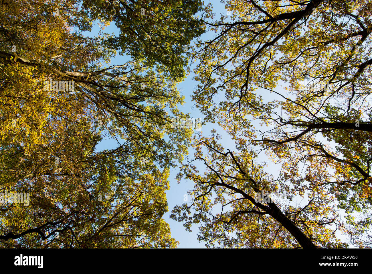 Various treetops hi-res stock photography and images - Alamy