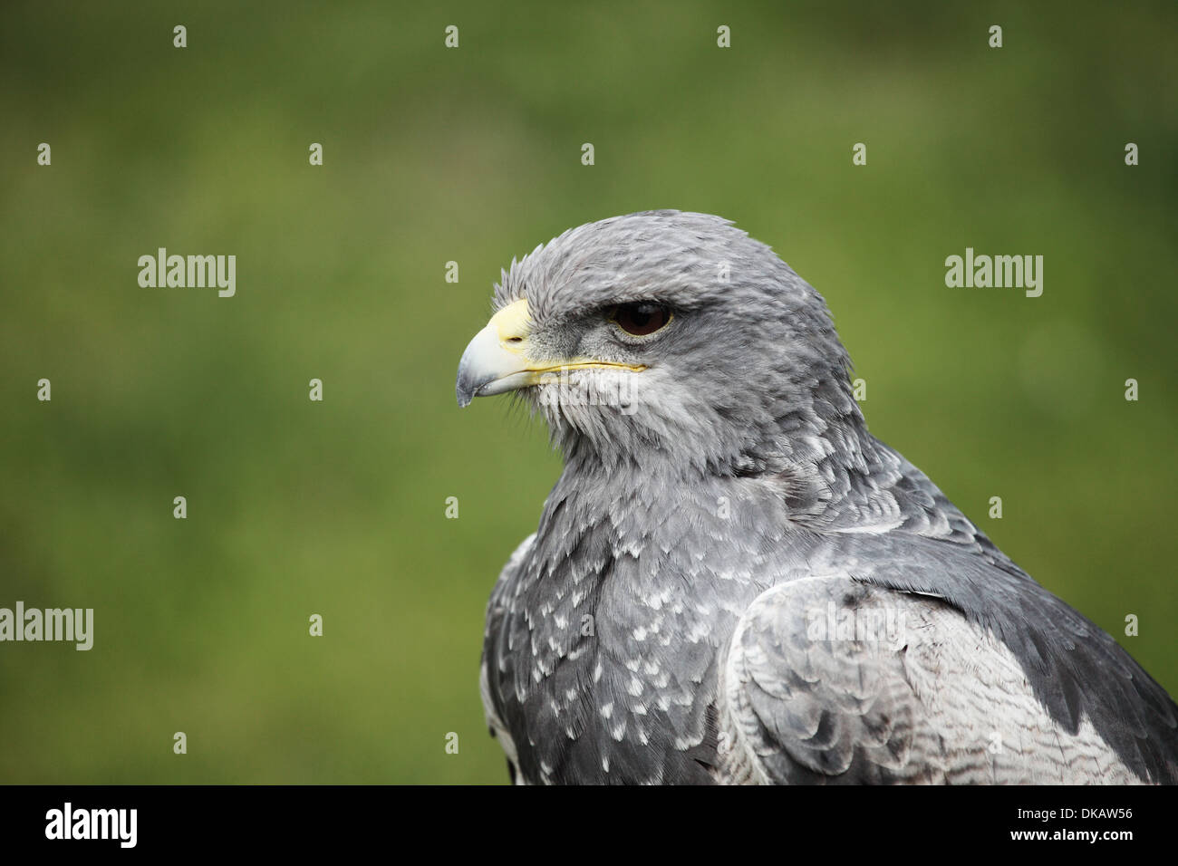 portrait of a beautiful falcon Stock Photo - Alamy