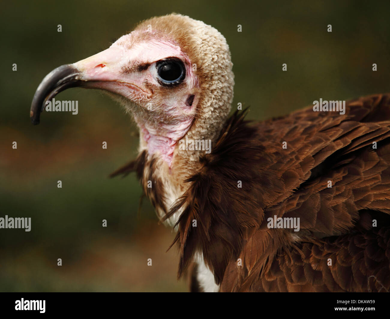 portrait of an ugly vulture Stock Photo - Alamy
