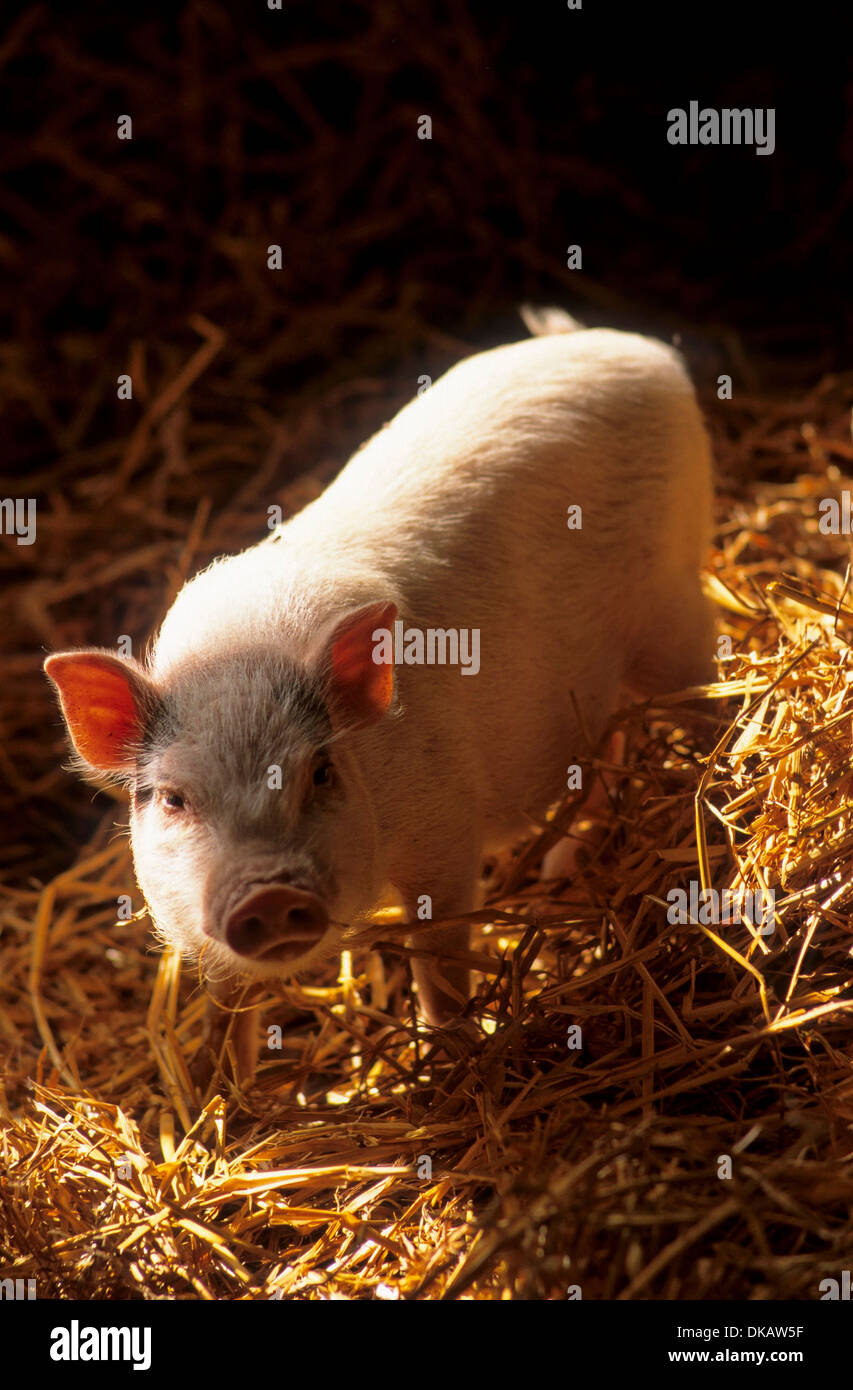 Göttinger Minischwein, Miniature pig Stock Photo - Alamy
