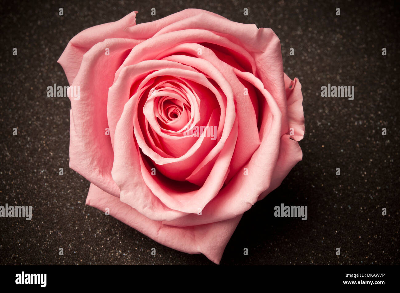 One rose hi-res stock photography and images - Alamy