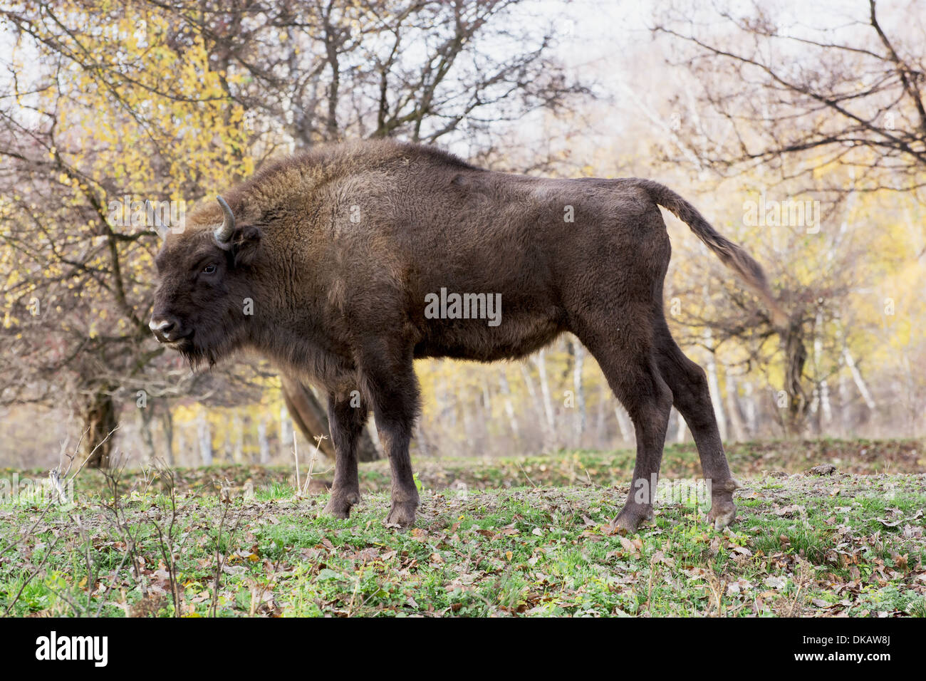 Side view of a big European bison or Wisent (Bison bonasus Stock Photo ...