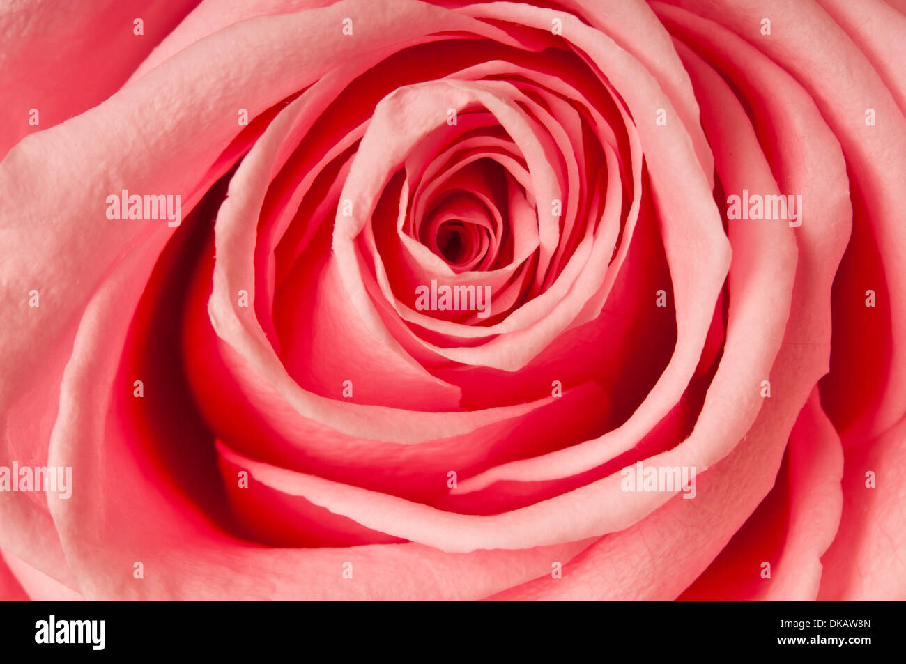 One rose hi-res stock photography and images - Alamy