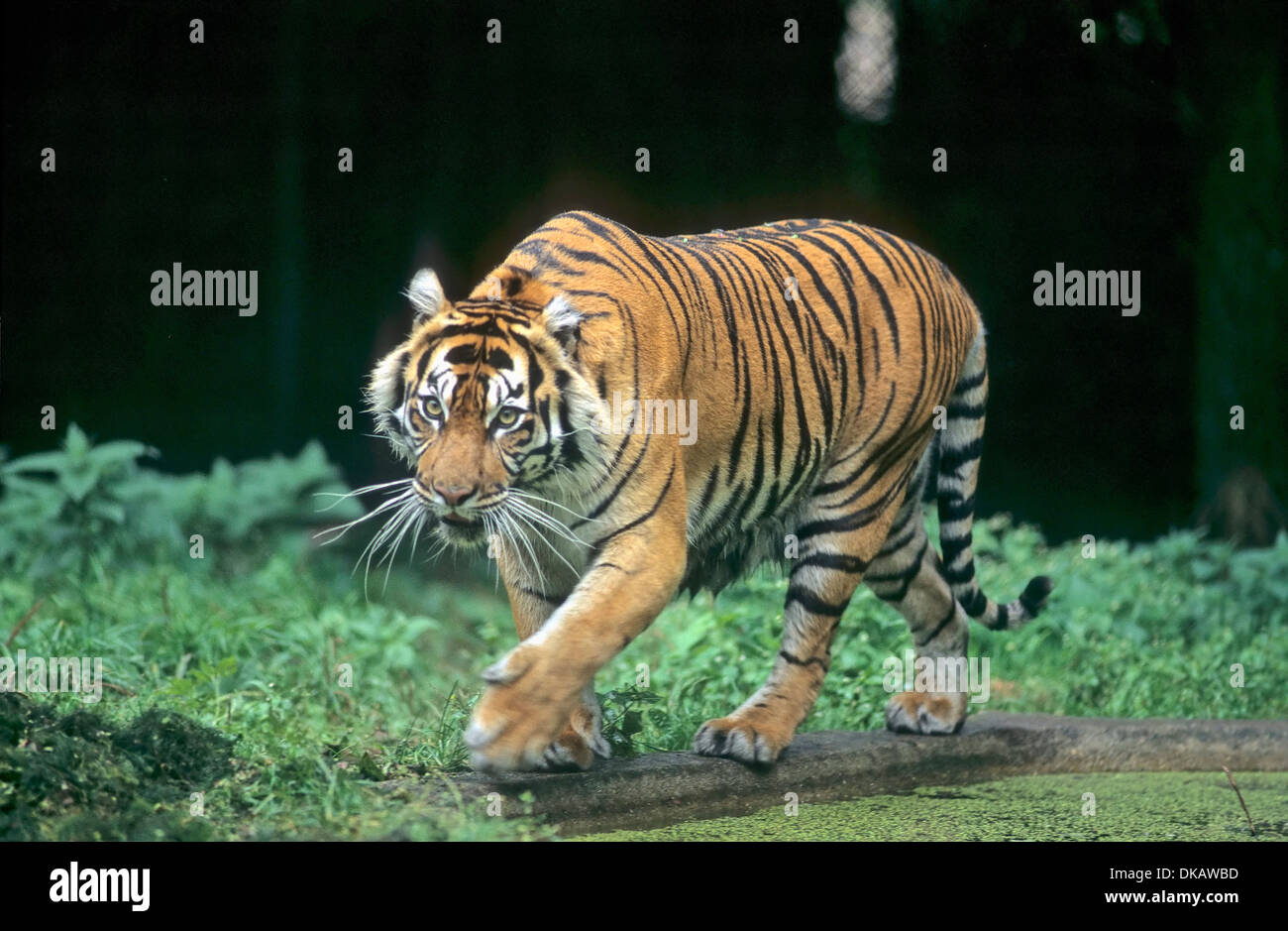 Junger sumatra tiger hi-res stock photography and images - Alamy