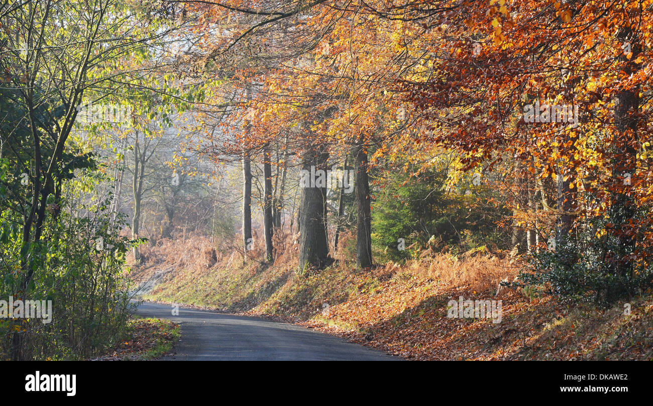 November fog, and first fall frost enchanted forest in the Sauerland in ...