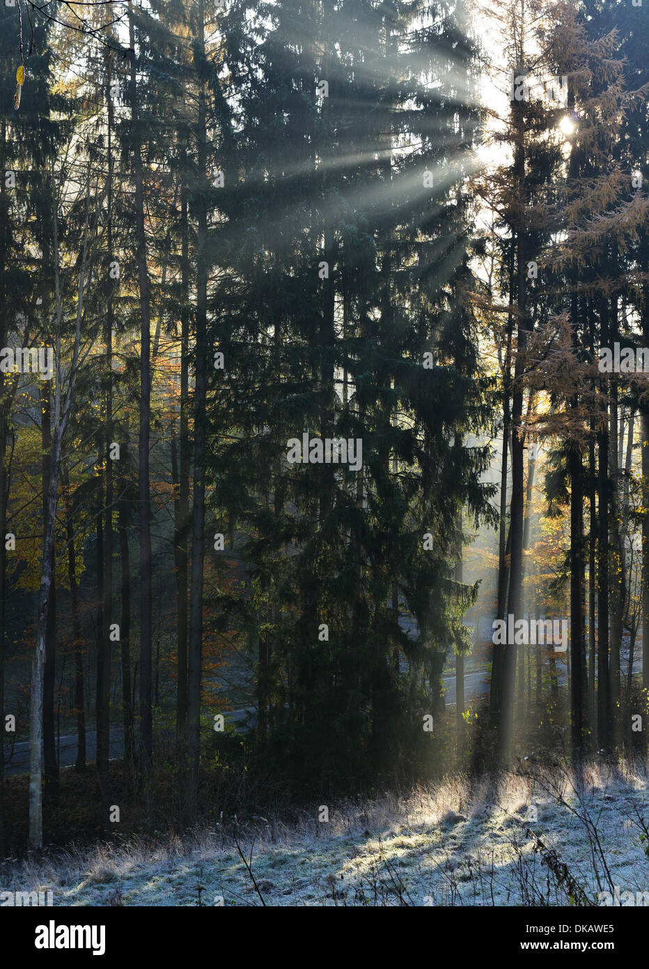 November fog, and first fall frost enchanted forest in the Sauerland in ...