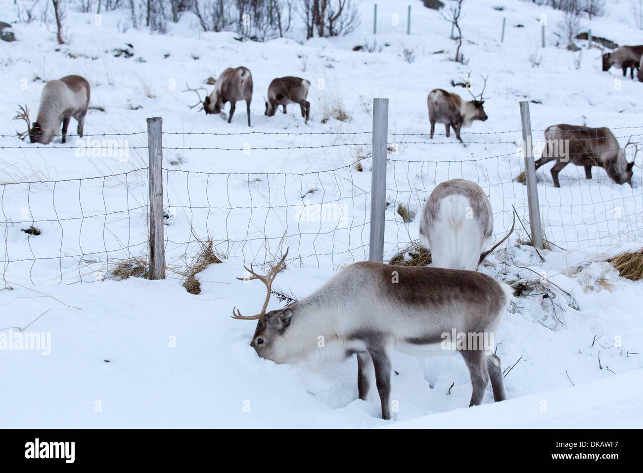 Herd reindeer on road hi-res stock photography and images - Alamy