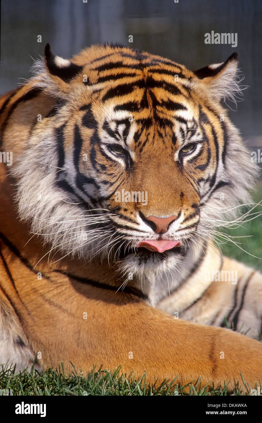 Sumatra tiger hi-res stock photography and images - Alamy