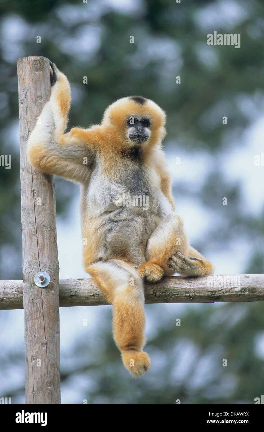 yellow-cheeked gibbon (Nomascus gabriellae), yellow-cheeked crested ...