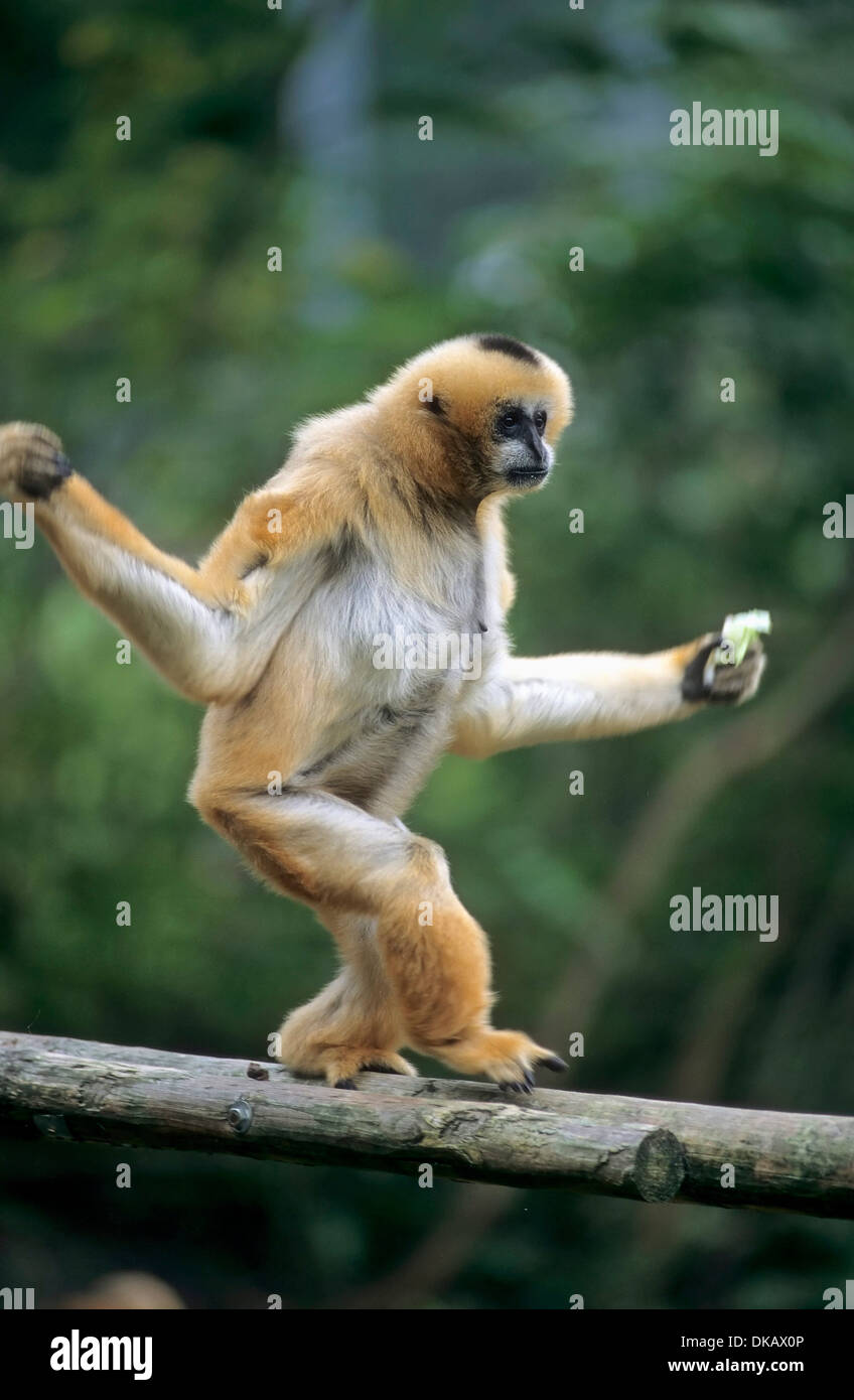 yellow-cheeked gibbon (Nomascus gabriellae), yellow-cheeked crested ...