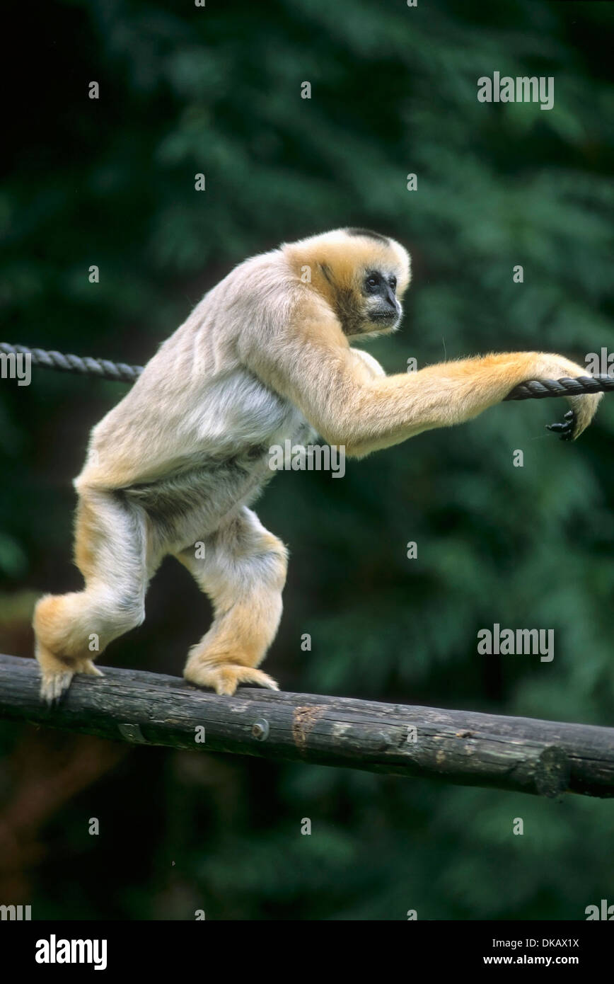 yellow-cheeked gibbon (Nomascus gabriellae), yellow-cheeked crested ...