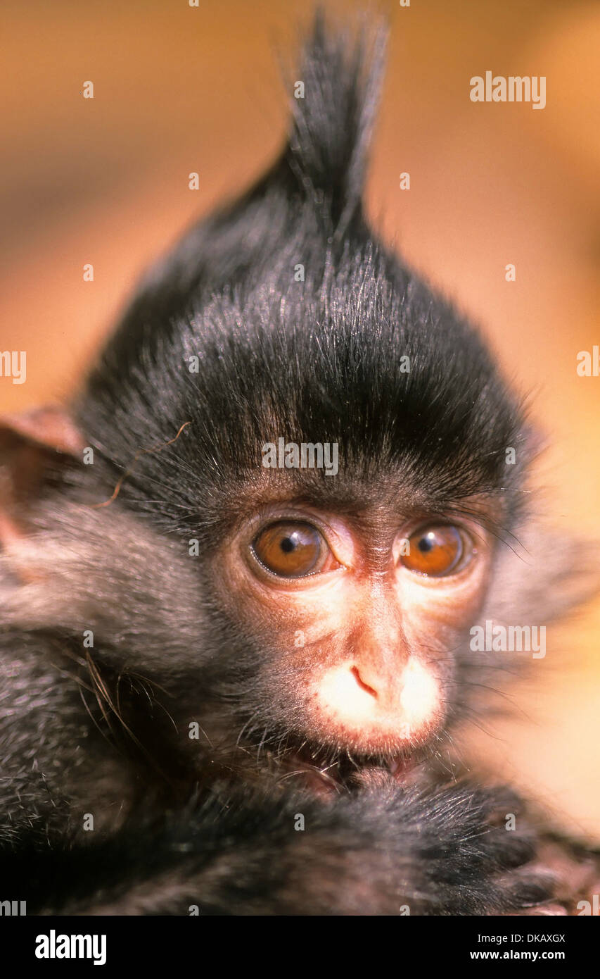 Black crested mangabey hi-res stock photography and images - Alamy