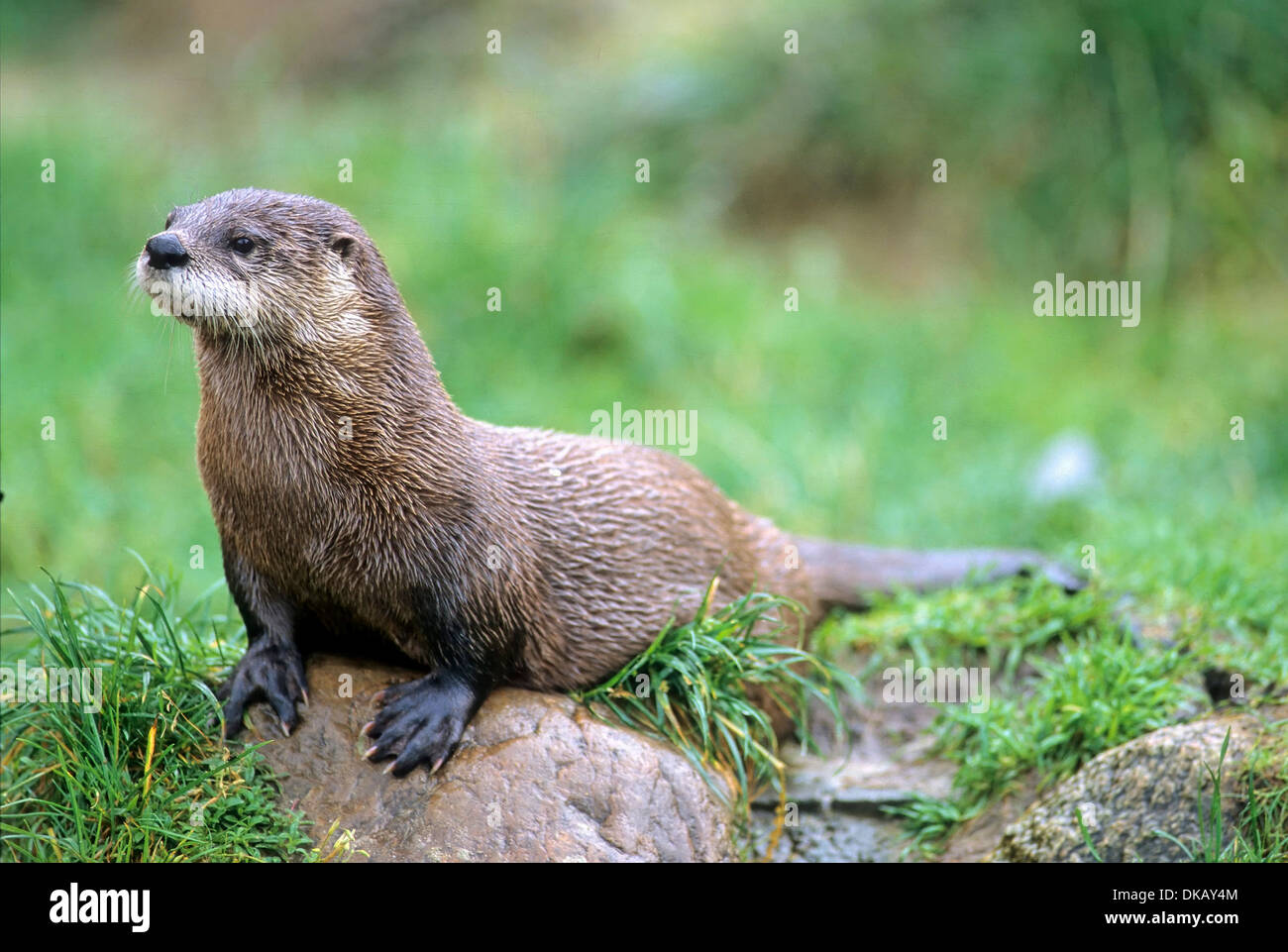 North American river otter (Lontra canadensis), northern river otter ...