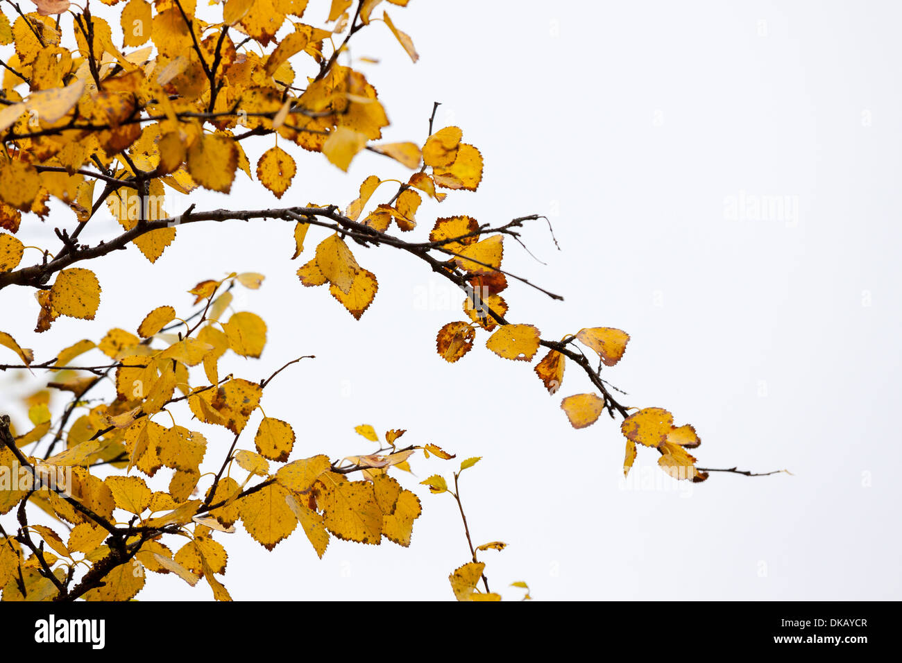 Birch tree twigs with golden leaves on high-key white background. One ...