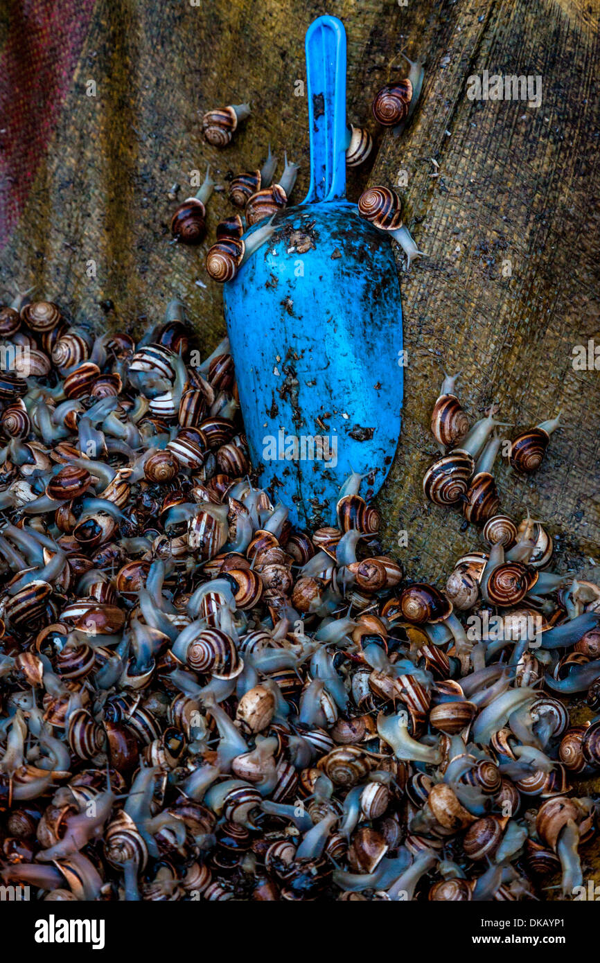 Snails for sale in the Medina (Old City) Fez, Morocco Stock Photo - Alamy