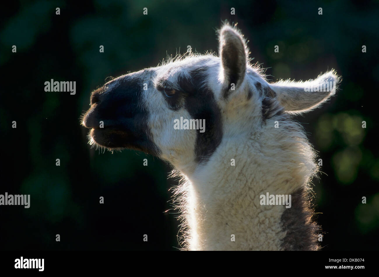 Llama side view hi-res stock photography and images - Alamy