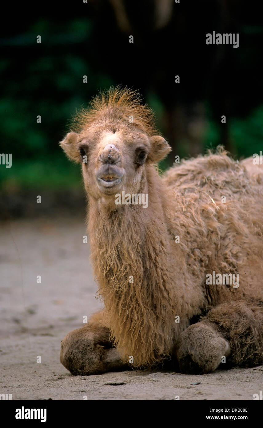 Bactrian camel (Camelus bactrianus), Trampeltier, Kamel, Trampeltier ...
