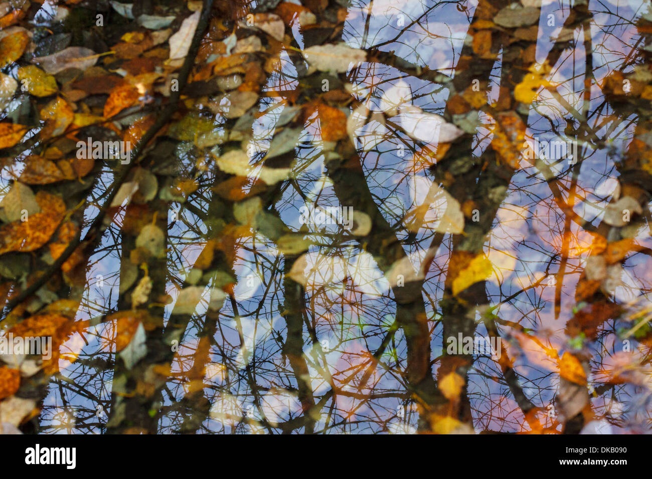 Layers of leaves hi-res stock photography and images - Alamy