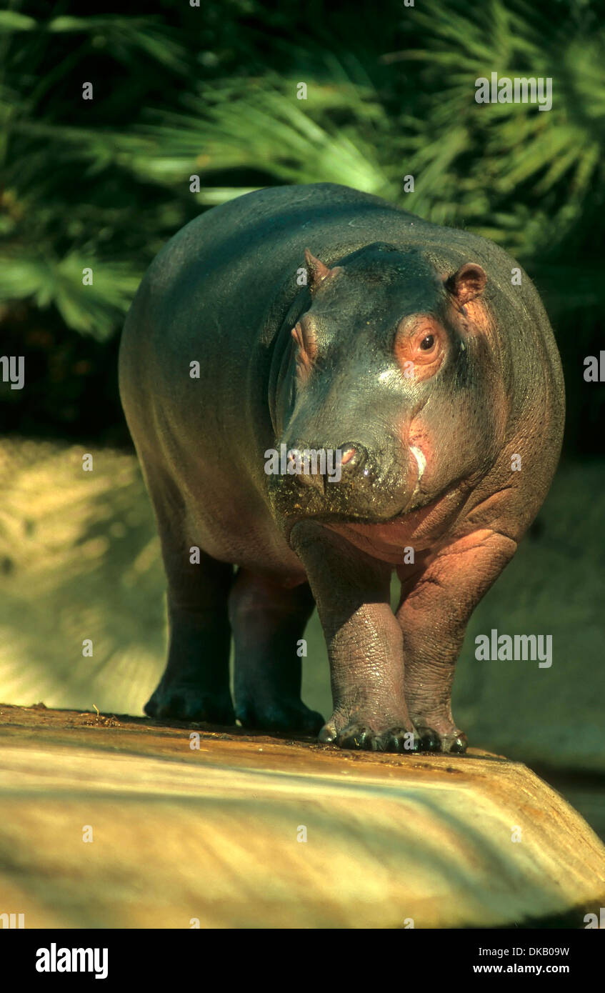 Pygmy hippo hi-res stock photography and images - Alamy