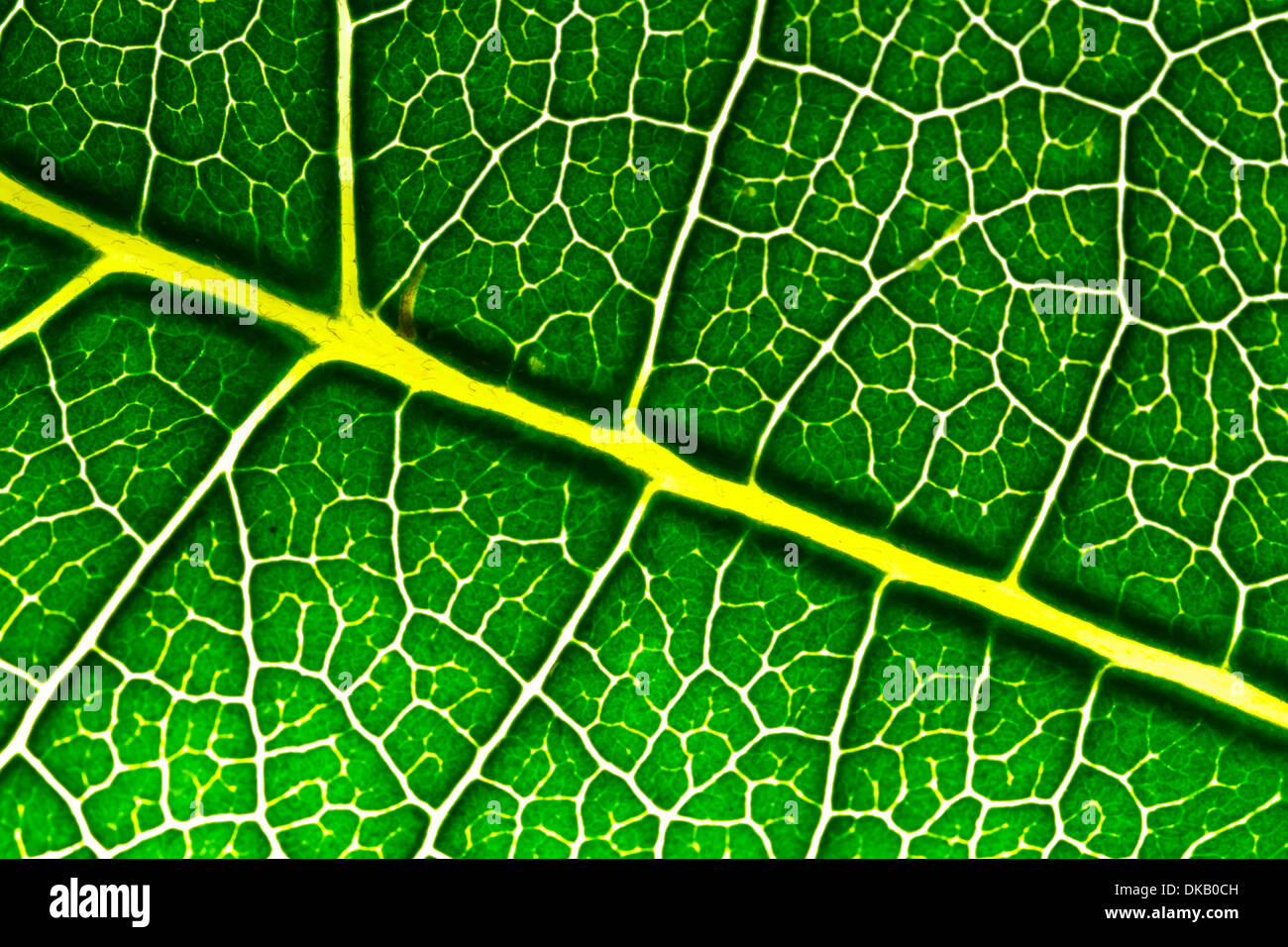 Leaf back light hi-res stock photography and images - Alamy