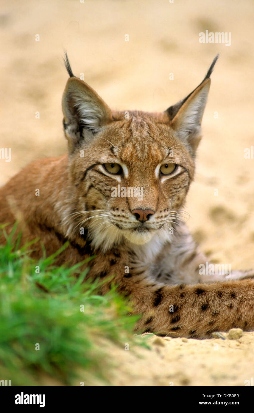 Eurasian lynx (Lynx lynx), Europäischer Luchs, Eurasischer Luchs (Lynx ...